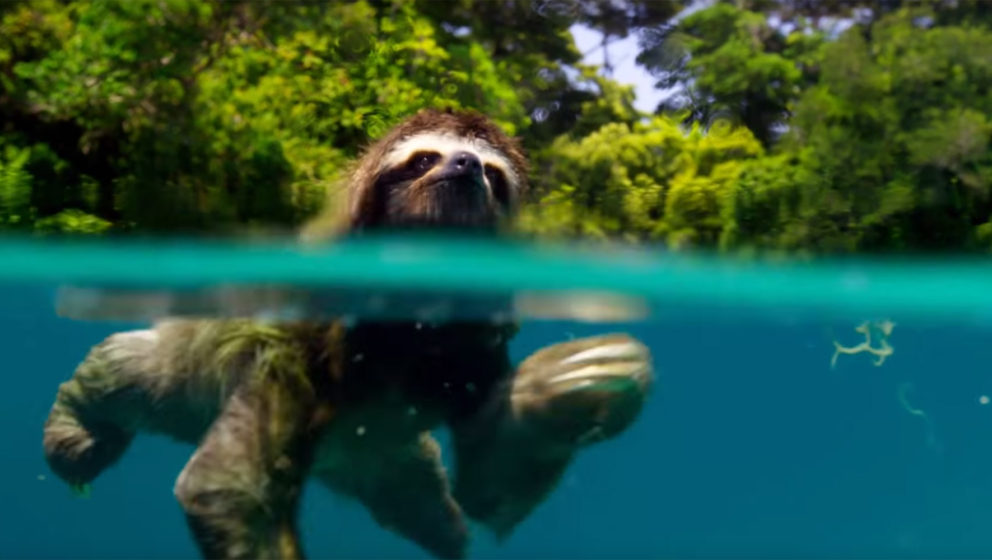 „Planet Earth 2“-Trailer: Für diese Doku sollte man sich einen neuen Fernseher kaufen - Musikexpress